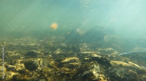 Underwater footage of Nase carp. Spawning Chondrostoma nasus. Freshwater fish swimming in the clean river habitat. Close up and nature light. Spawning Nase. Carp