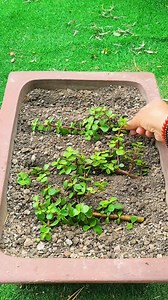 608K views · 3.9K reactions | Propagate succulents 華 #succulents #suculentas | Succulents | Facebook