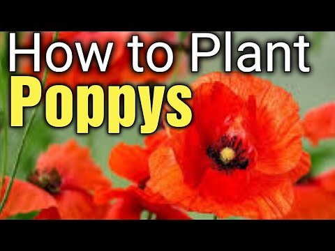 How to Plant Poppys | How & When to Sow Seeds UK | Saving Poppy Seeds | Gardening for Beginners