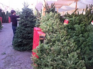 How to Pick a Fresh Christmas Tree