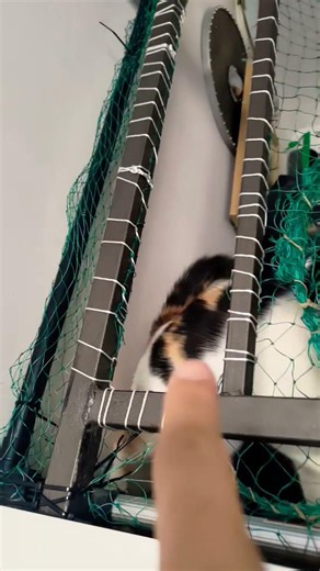 No boop while climbing #cat #boop #satananas