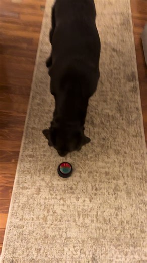 Your sign to get your dogs a button 🤣🤣 #fyp #puppy #petsoftiktok #fyp #viral