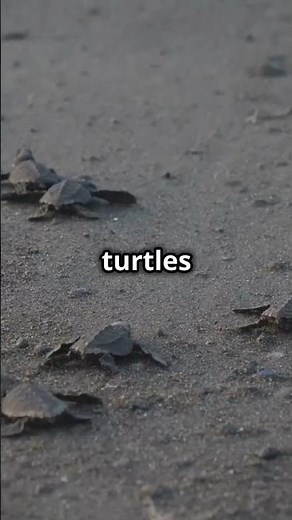 Mind Blowing Facts About the Loggerhead Turtle #australianature #australiananimals #wildlife