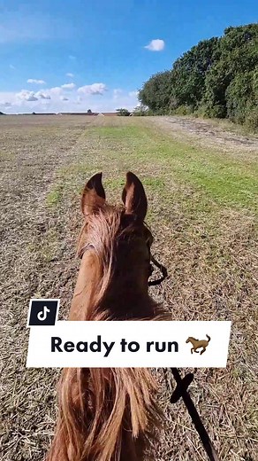 🐎🔥🔥 #PonySpeddyGonzales #equestrian #equestrianlife #horsegirl #horselife #run #running #horse #fast #crazy #speedy #fasthorse #horsepower #power #arabianhorse #canter #gallop