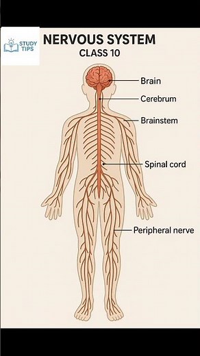 Human Nervous System Diagram | Class 10 Science | Labeled Chart for Student.