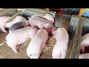 Pig Slaughter - Pigs have to scream for dinner