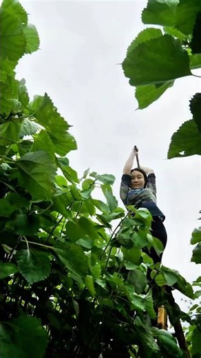 The Traditional Art of Making Cotton Thread from the Mulberry Tree 🤯