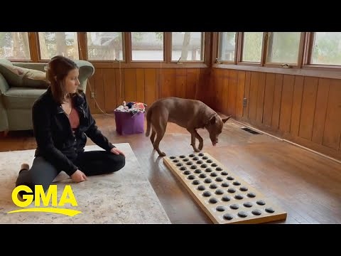 How to teach your dog to ‘talk’