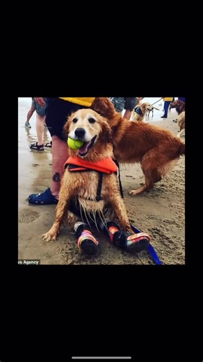 Bionic Pets | Molly is a spinal walker and a longtime patient of mine. Although she’s paralyzed in both back legs, she’s still able to walk using these... | Instagram