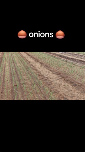New onion season started. #candofarming #namibia #farming #onion #onions