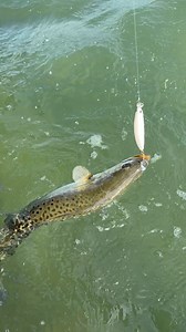 5.9K views · 83 reactions | Have you tried the Skinny Lipper yet?...