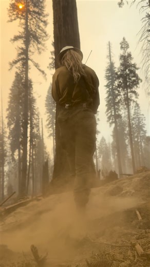 Katelyn Johnson on Instagram: "Hard leaning crispy cedar. Biggest danger was the extremely burnt out root system pulling out of the ground prematurely with how heavy it was. 🔥 P.S. We are now starting to once again take applications for Timber Fallers for Fire Season 2026 🎯 #stihl #timberfalling #timberfaller #logging #treework #wildlandfire #hazardtrees"