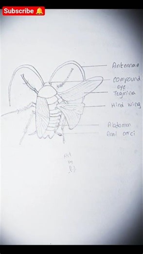 cockroach 🪳 drawing ll How to draw cockroach