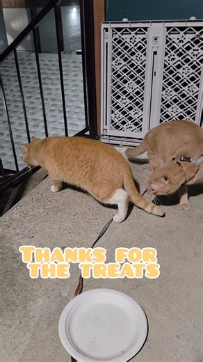 Muenster Makes a Friend #orangecat #catonaleash