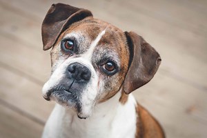 Can dogs get dementia? Spot 9 signs of Canine Cognitive Dysfunction