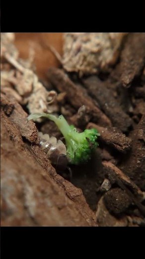 Armadillidium Vulgare 'Gem Mix'