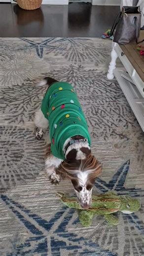 Mom bought us Christmas sweaters. I am one handsome dude! The Chauncey man | Tails from two Springers