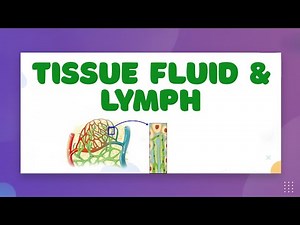 Lymph and Tissue Fluid — LearnStalk Biology
