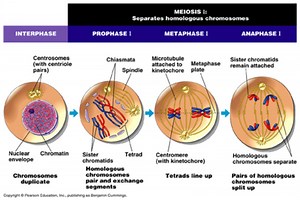 Meiosis & Gametogenesis