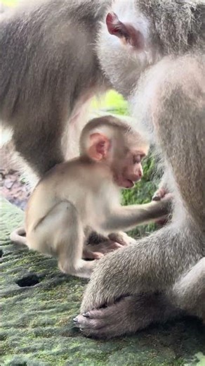 #Shorts #Viral #Trending #FYP #CuteAnimals #MonkeyLife #WildlifeLovers #AnimalKingdom