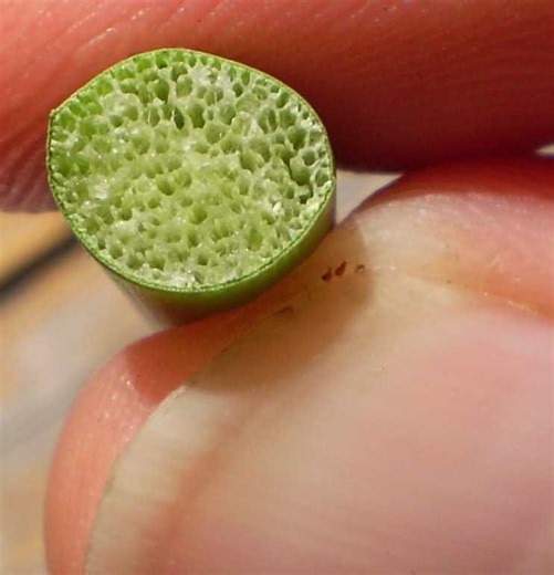 Plant and Animal Responses to the Environment | Organismal Biology