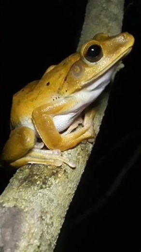 Tree frog sounds 🐸#viral #frogshort #shorts #trending #foryou