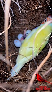 99K views · 1.4K reactions | Gouldian Finch Chicks | Yellow first time mom with newly hatched chick, chick hatching and eggs. #birds #birdsavairy #bird #birdsounds #aviary #gouldianfinch | Tropical Aviary Birds - Torben Dehlholm | Facebook