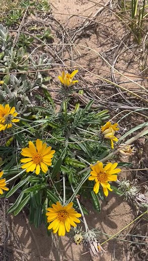 Lagartija de la arena (Liolaemus wiegmannii) Esta especie tiene como hábitat la faja costera desde Rocha hasta Río Negro. Se alimenta principalmente de arácnidos y escarabajos. Es una especie prioritaria para la conservación en Uruguay, siendo la urbanización su principal amenaza. Video compartido por Carolina Martínez desde Punta Negra, Maldonado. | Alternatus Uruguay