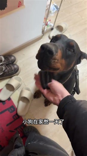 The Smartest Pup in Town: Meet Dubin Dubin MuYe