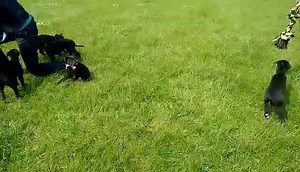 9.6K views · 94 shares | The Greyhound pups at South Lincolnshire Centre are having fun learning the difference between chase and stay. Very....very slowly. If you would like to come and meet them, call 01205 260546 :) | Jerry Green Dog Rescue | Facebook