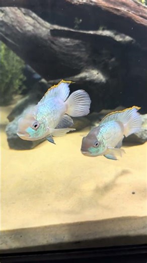 The New 220 Gallon Aquarium!