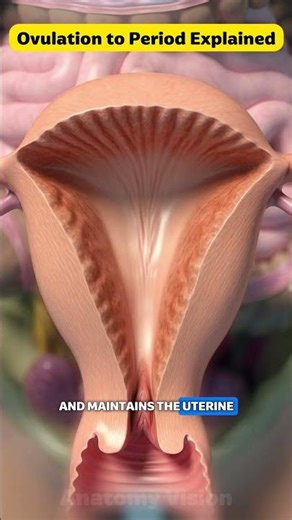 Menstrual Cycle Explained in 3D | Female Reproductive System