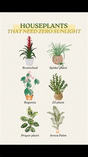 Houseplants That Need Zero Sunlight House Plants Care & Tips | House Plants Care & Tips