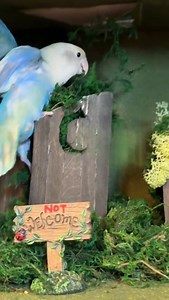 74K views · 1.4K reactions | Prince visits Shrek’s swamp #princethebird #birdsofinstagram #birdstagram #funnyanimals #funnypets #tiktokers #shrek | Tamia Overes | Facebook