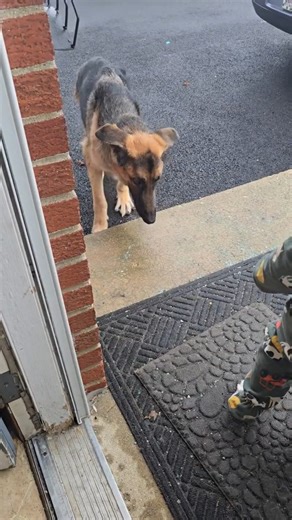 *** update on 1 year old Apollo for those following *** The steroids are working. This is a miracle! He was near death - we had a quality of life assessment done and we thought we would be forced to euthanize. He stopped alerting to people in property. He stopped vocalizing. He was immobile. He was in very poor shape. And I knew it. I was about to let him go due to his immense suffering. And we got a 3rd opinion who agreed. There was no time left. Treat aggressively for autoimmune and see how he