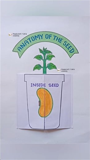 Anatomy of the seed project #seed #insideseed #seedgermination #schoolproject #diy #shorts #viral