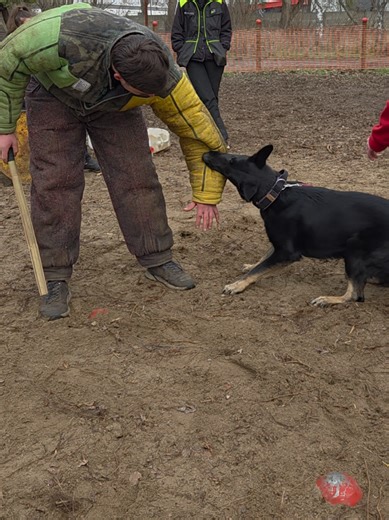 Evaluating Training with Hera: Progress in Dog Training