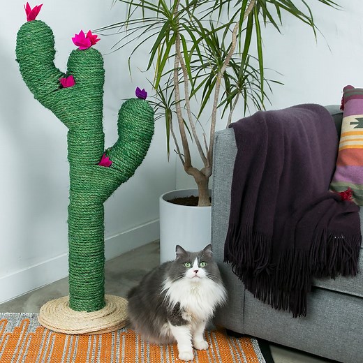 6.4M views · 33K reactions | This DIY cactus post gives your cat something stylish to scratch on!  Make your own: bzfd.it/2oVpjIA | Nifty Pets | Facebook