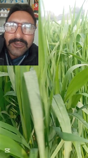 55K views · 1.6K reactions | How to Get Maximum Wheat Yield in 2026 |...
