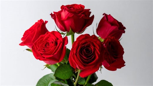 Saint-Valentin : connaissez-vous la symbolique des couleurs des roses et leurs messages cachés ?