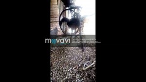 HULLAY!!! New innovation from Takamoto Biogas Company. Our Biogas Systems can now run a chaff cutter. You do not need expensive petrol, diesel or electricity to run the chaff cutter machines in your farm. To book for a conversion or biogas installation, contact on 0718162152 Do not be left behind by this great and cheap innovation. SPEND LESS AND SAVE MORE! #TakamotoBiogas #Renewableenergy #100%reliable | Takamoto Biogas