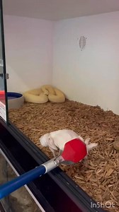 MASSIVE ALBINO WESTERN DIAMONDBACK EATS A RABBIT! 🐍 #diamondback #nature #reptiles #wildlife #snake #snaketattoo #lizard #herping #colubrid #ballpythonbreeding #wildlifephotography #pythonregius #pythons #boaconstrictor #ballpythonbreeder #snakelovers #pythonsofinstagram #hognose #love #naturephotography #snakephotography #reptilephotography #petsnake #photography #cobra #snakelove #ballpythonmorph #snek #snakeofinstagram #snakesofinsta #Shorts #virals #best #fyp | Willard DEE