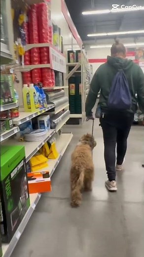 7 mo Australian Labradoodle Frankie ~ Best Labradoodle Trainers ~ Off Leash K9 Training Phoenix