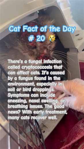 Cat Fact of the Day # 20