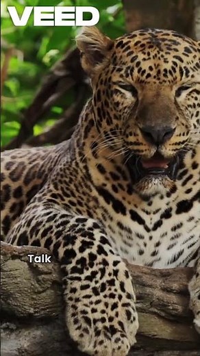 Leopard Facts Unleashed!