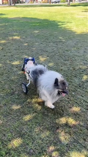 Is this not the sweetest thing? Did you know that pets who are disabled can have full lives if they have pet parents who care to enrich their lives and include them? #petfriends #dogfriends | Thinking Canine