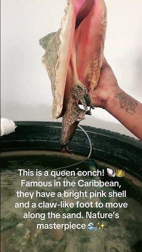 Only in Turks & Caicos 🇹🇨✨Up close with a living queen conch at the Conch Museum in Providenciales
