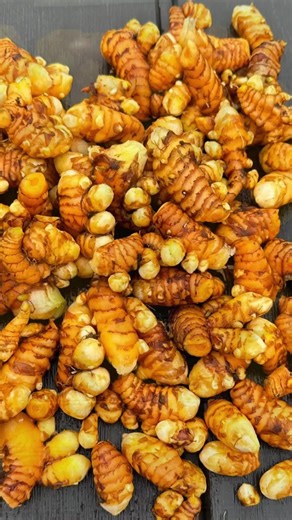 11K views · 391 reactions | Just harvested my homegrown turmeric, and the satisfaction is real!From soil to spice, the journey was rewarding. Anyone else harvesting turmeric soon? #turmeric #homegrownjoy #rawturmeric #freshturmeric #inmygardentoday #zone8b #gardeninspiration #learningtolovemyself #soiltotable #gardening #raisedbedgarden #containergardening #mybackyard #homegarden #homegrown #fallgarden #theokraladyllc | The Okra Lady LLC | Facebook