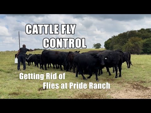 No More Flies: Simple Fly Control for Cattle