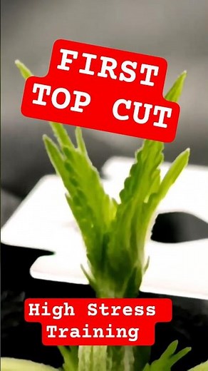 Topping in Week 2 | High Stress Training